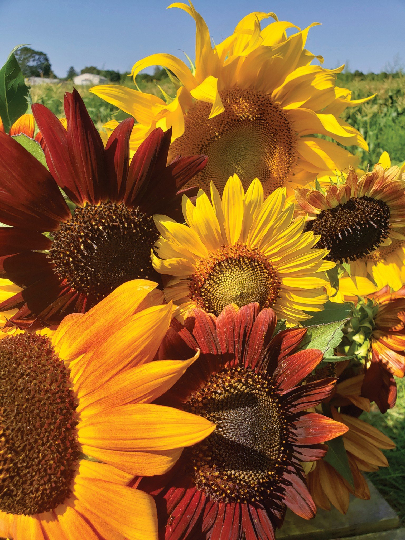 6 Pick-Your-Own Flower Farms in Rhode Island - Rhode Island Monthly