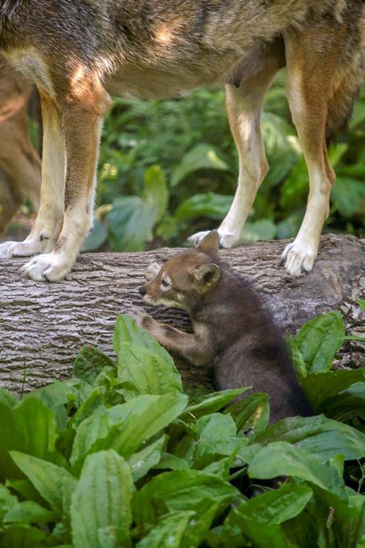 Red Wolf Pups Bring New Sense of Hope to the Zoo - Rhode Island Monthly