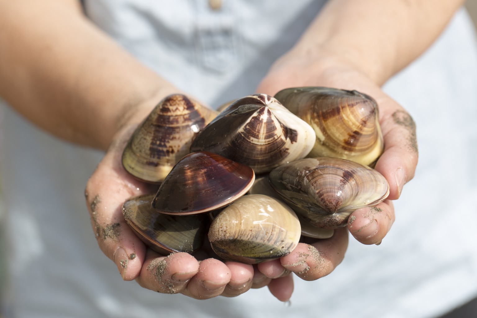 Let's Go Clamming! - Rhode Island Monthly
