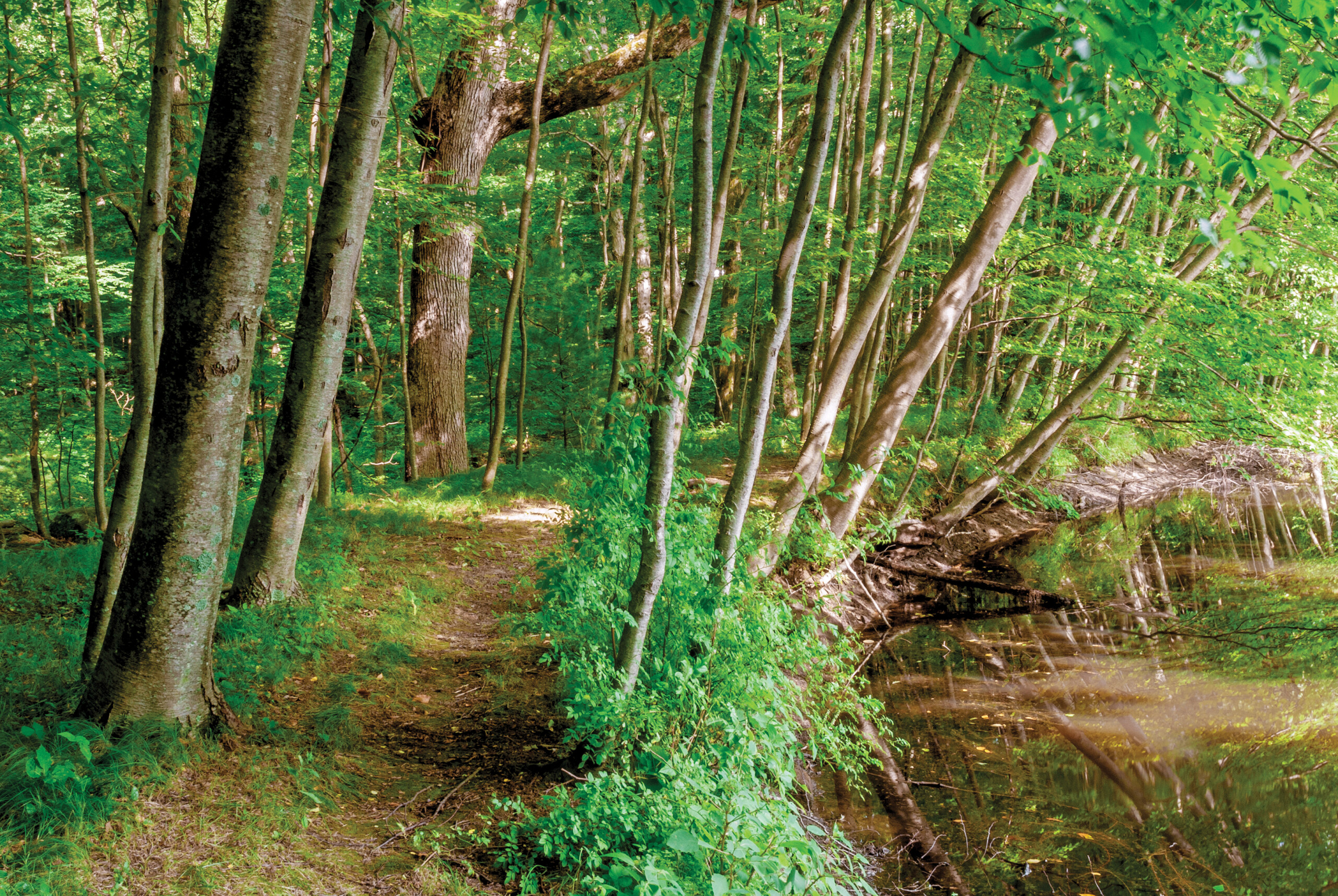 Hiking Trails to Explore in Rhode Island - Rhode Island Monthly