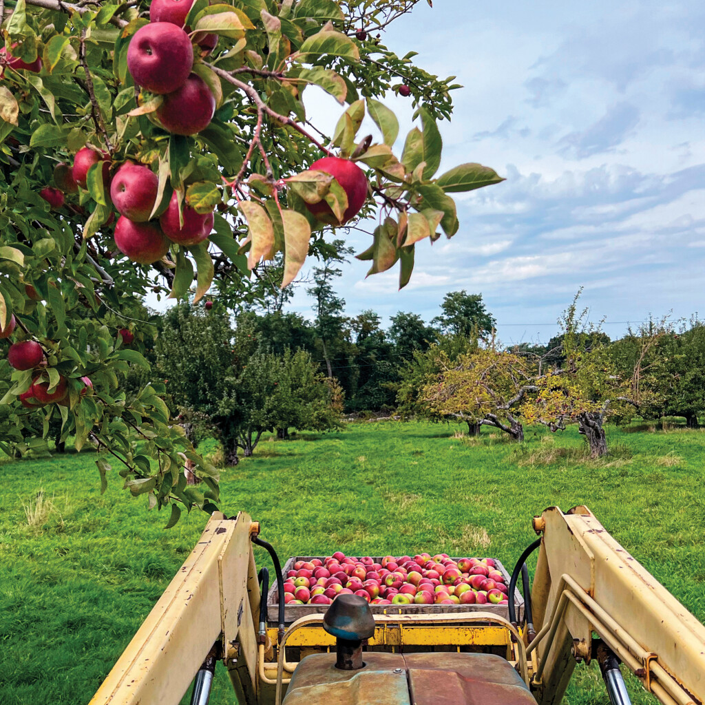 Where to Go Apple Picking in Rhode Island - Rhode Island Monthly