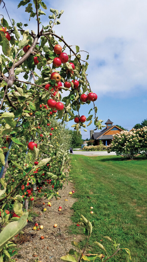 Where to Go Apple Picking in Rhode Island - Rhode Island Monthly