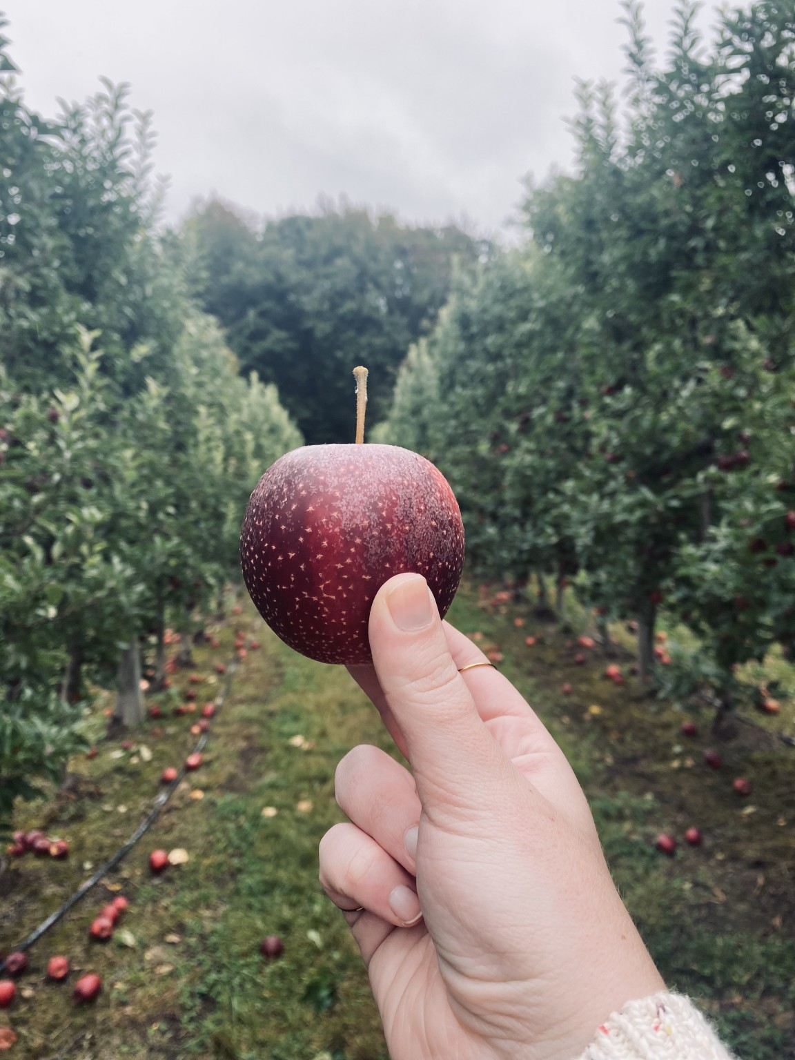 Where to Go Apple Picking in Rhode Island - Rhode Island Monthly
