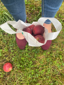 Where to Go Apple Picking in Rhode Island - Rhode Island Monthly