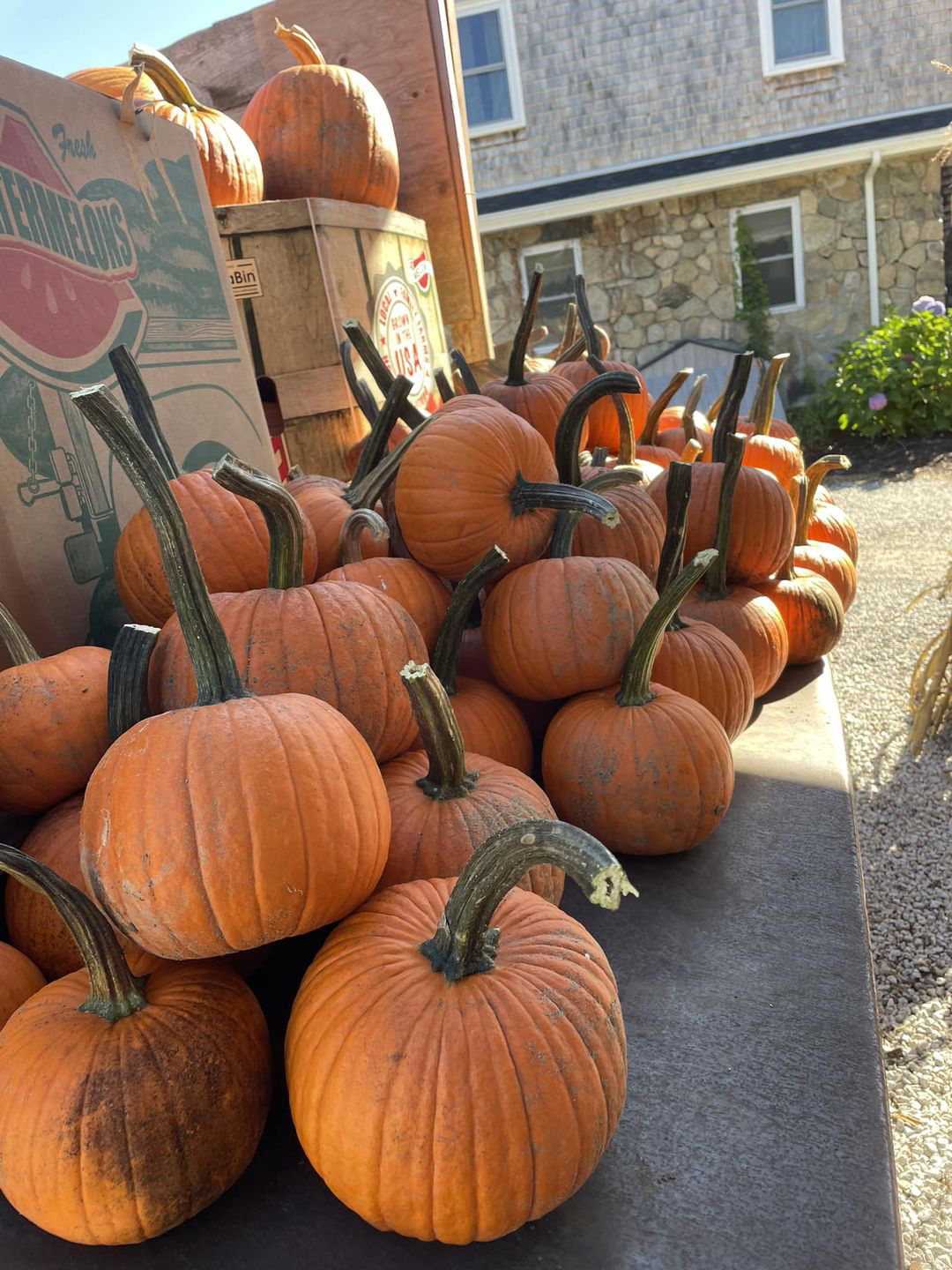 Rhode Island, pumpkin farms