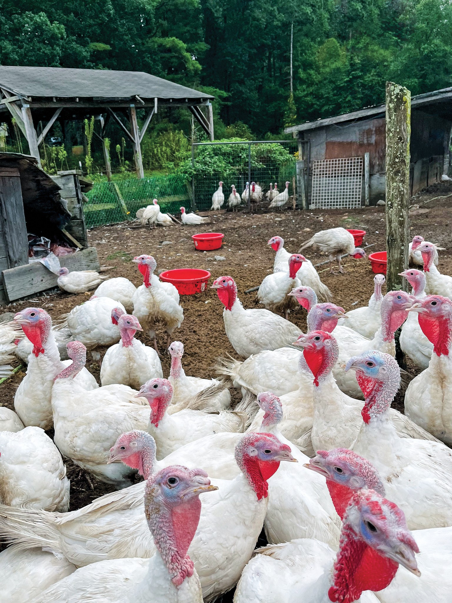 These Local Farms Have Everything You Need for an At-Home Thanksgiving ...