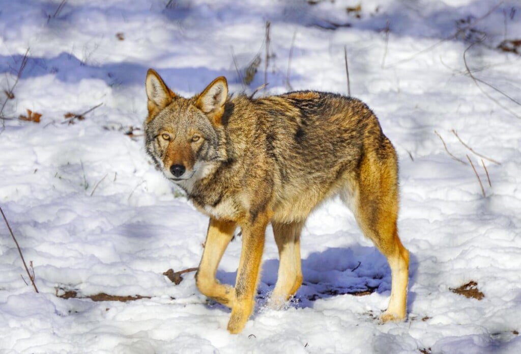 Red Wolf Saluda in snow - Rhode Island Monthly