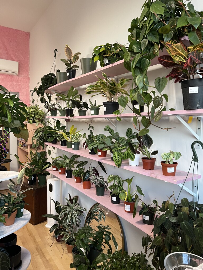 Botanical Bar Creates a Safe Space in Providence as the City’s First ...