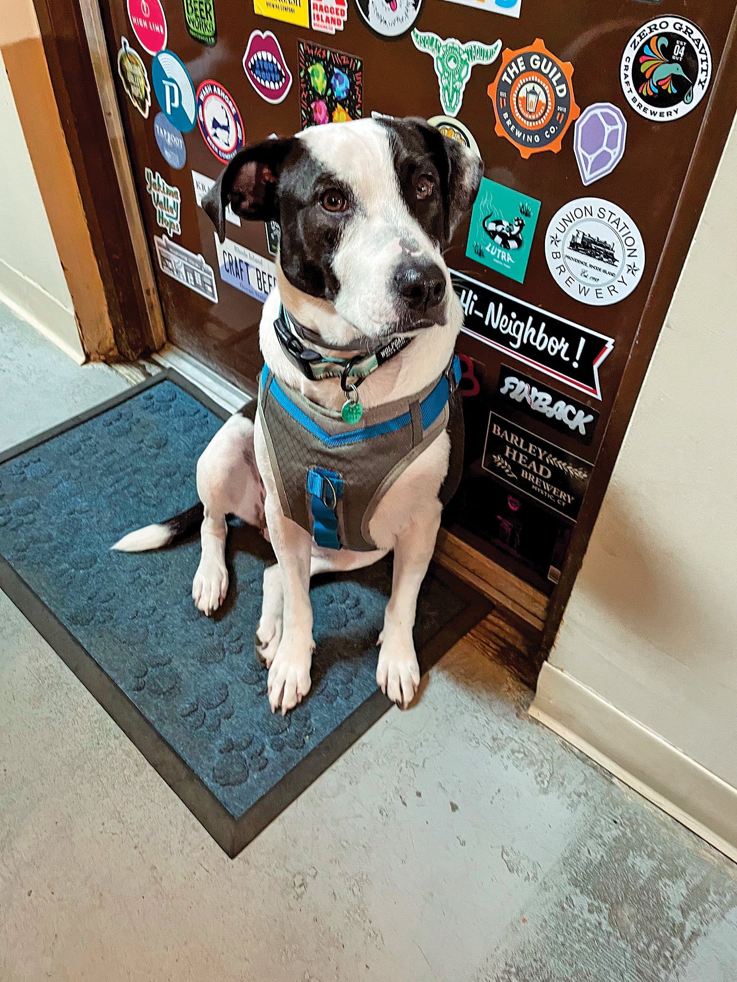 14 Dog-Friendly Breweries in Rhode Island - Rhode Island Monthly