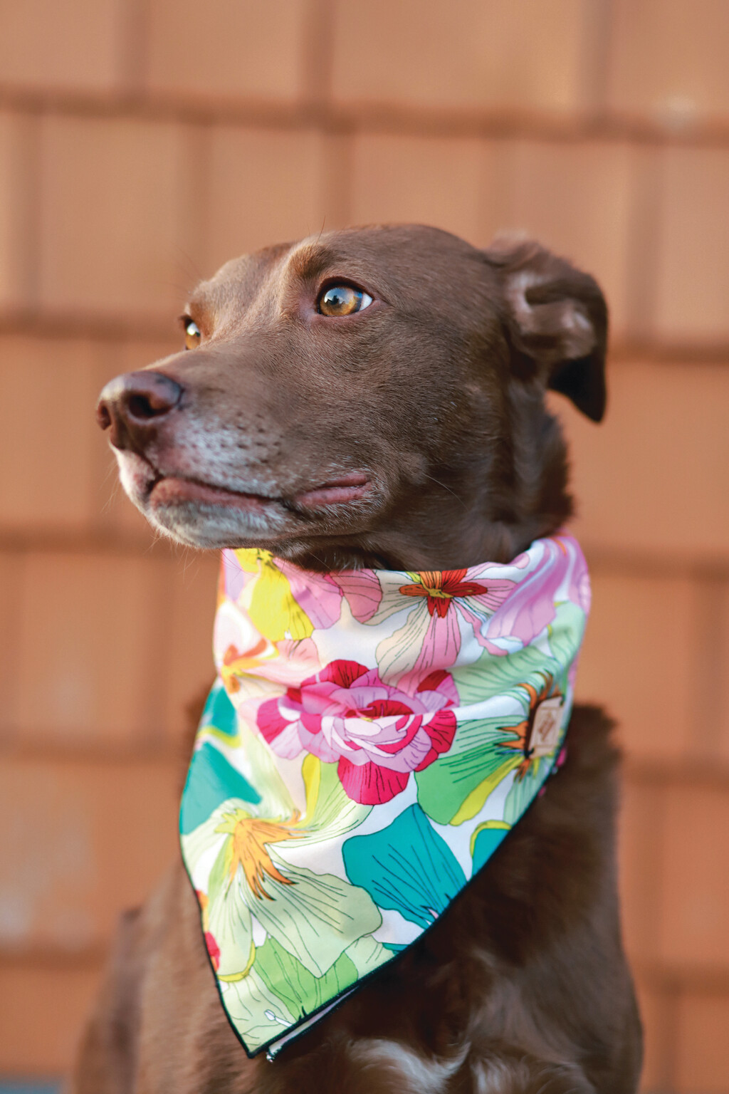 Consider the Paw-sibilities: All Things Pets in Rhode Island - Rhode ...