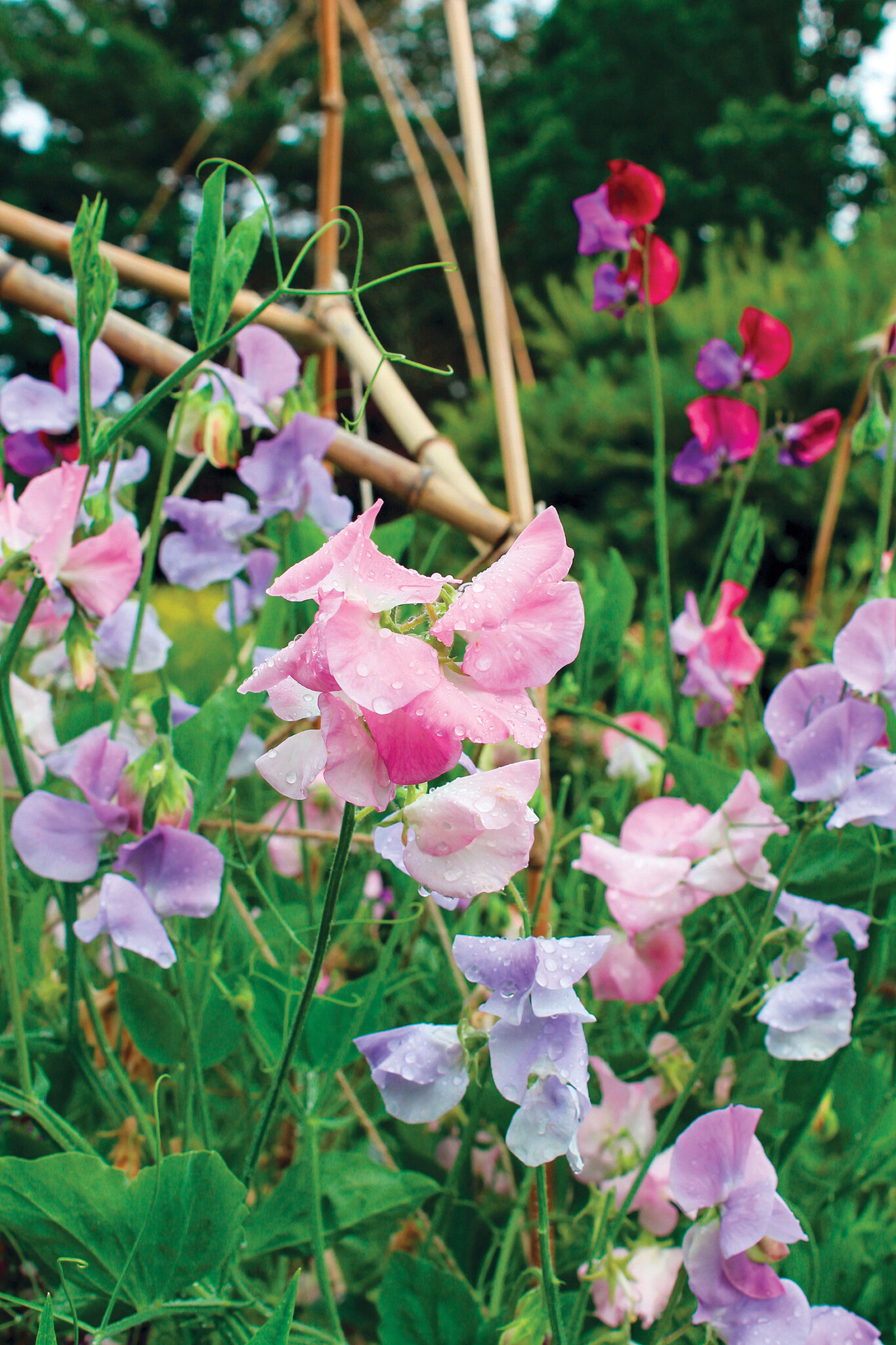 3 Luscious Rhode Island Gardens to Visit this Spring - Rhode Island Monthly