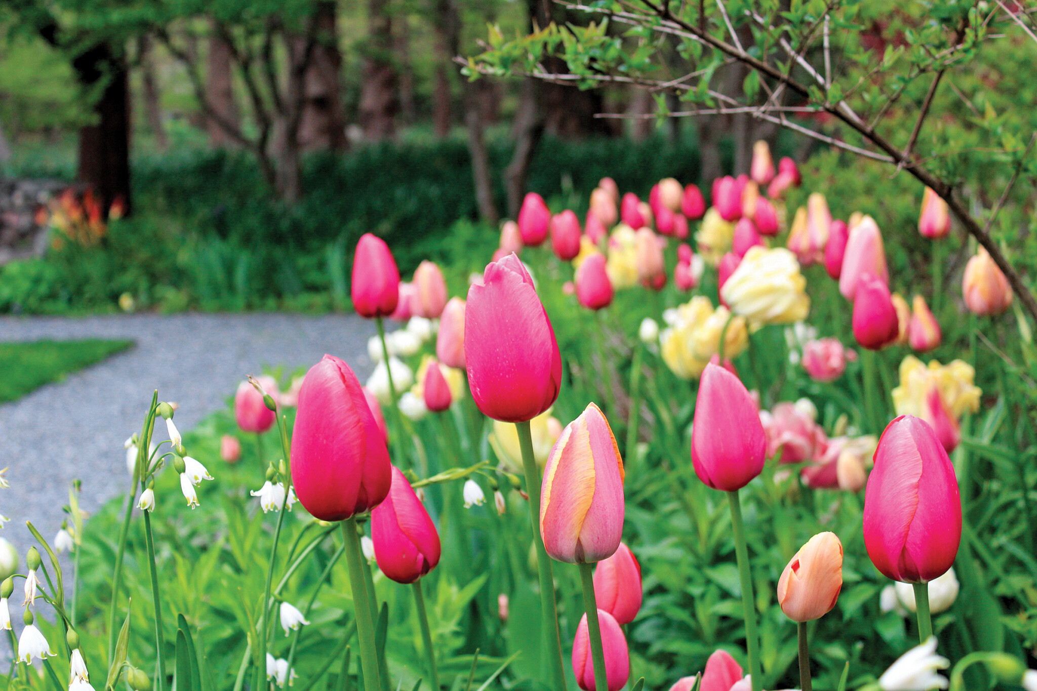 3 Luscious Rhode Island Gardens to Visit this Spring - Rhode Island Monthly