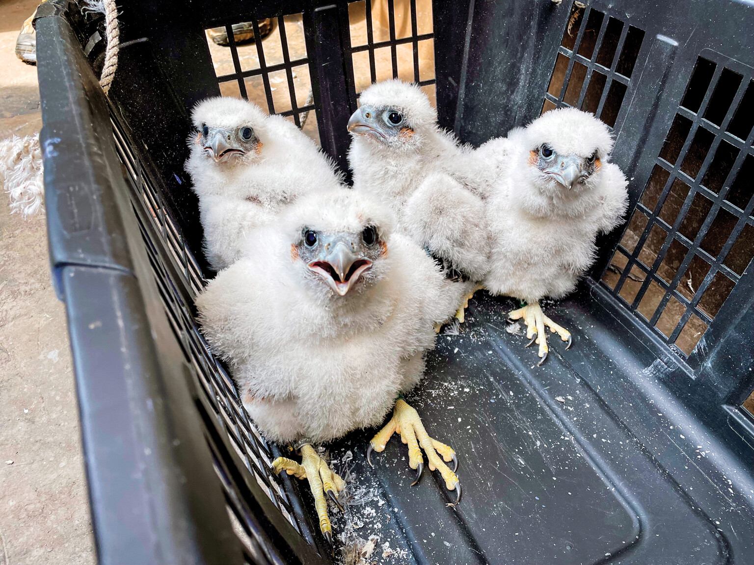 Behind the Scenes at Banding Day of the Peregrine Falcons - Rhode ...