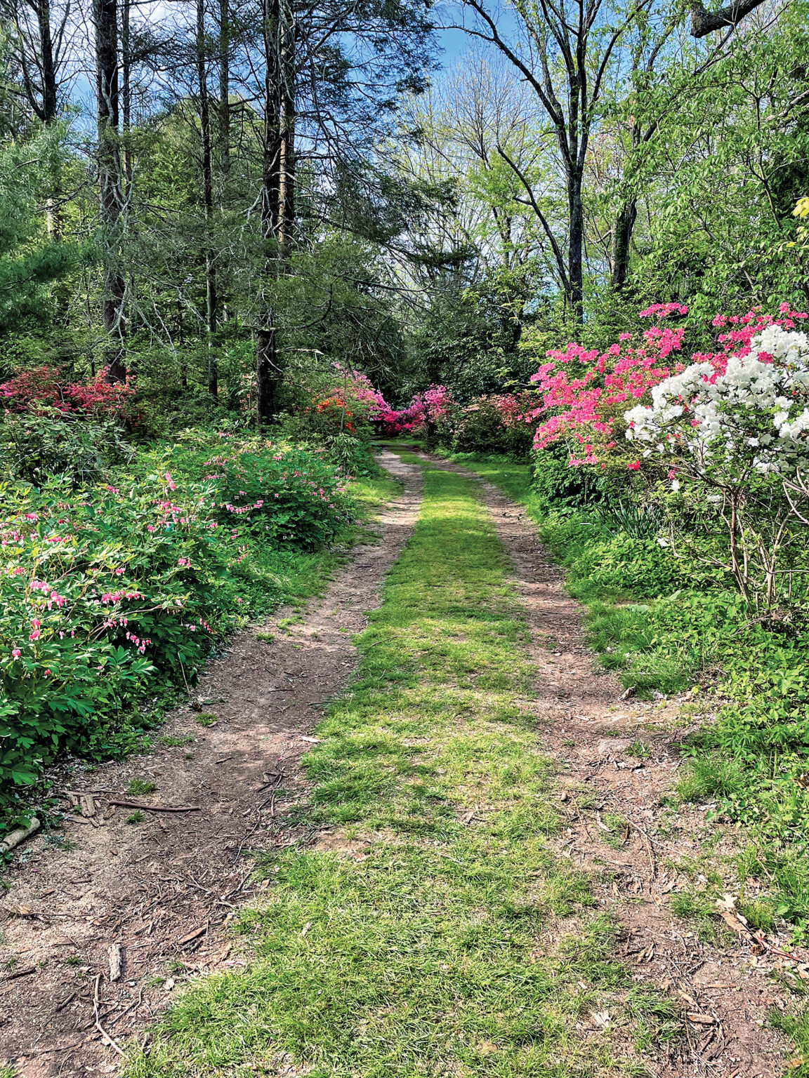 3 Luscious Rhode Island Gardens to Visit this Spring - Rhode Island Monthly