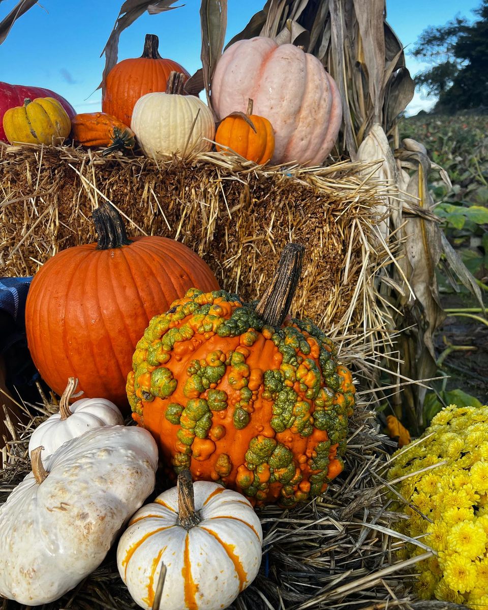 Rhode Island, pumpkin farms
