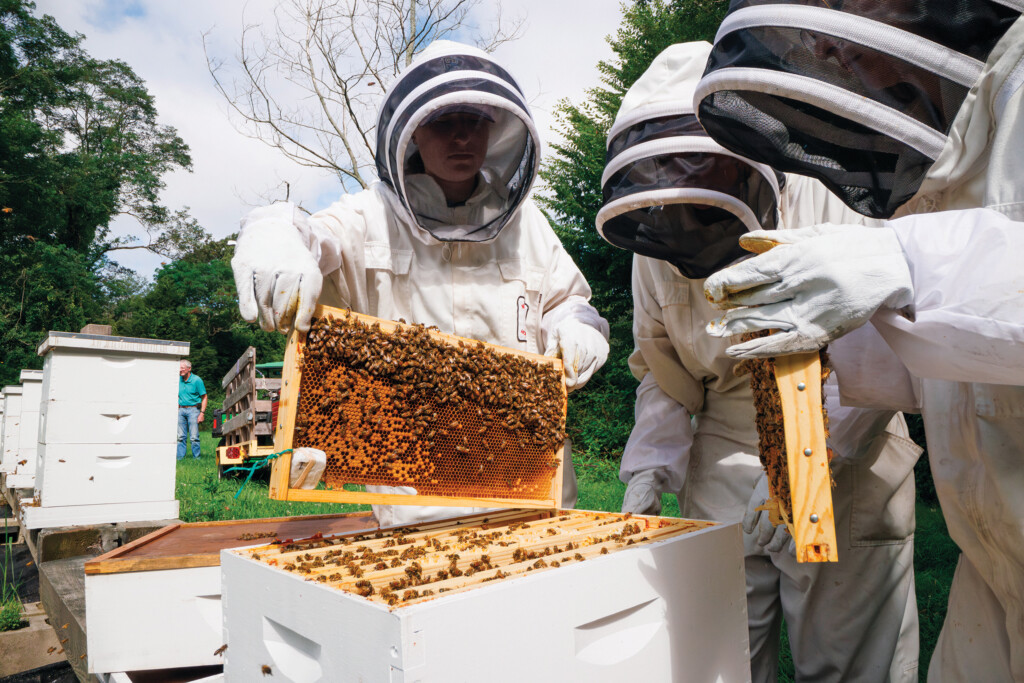 Hive Mind: Inside the Fight for Saving the Bees in Rhode Island - Rhode ...