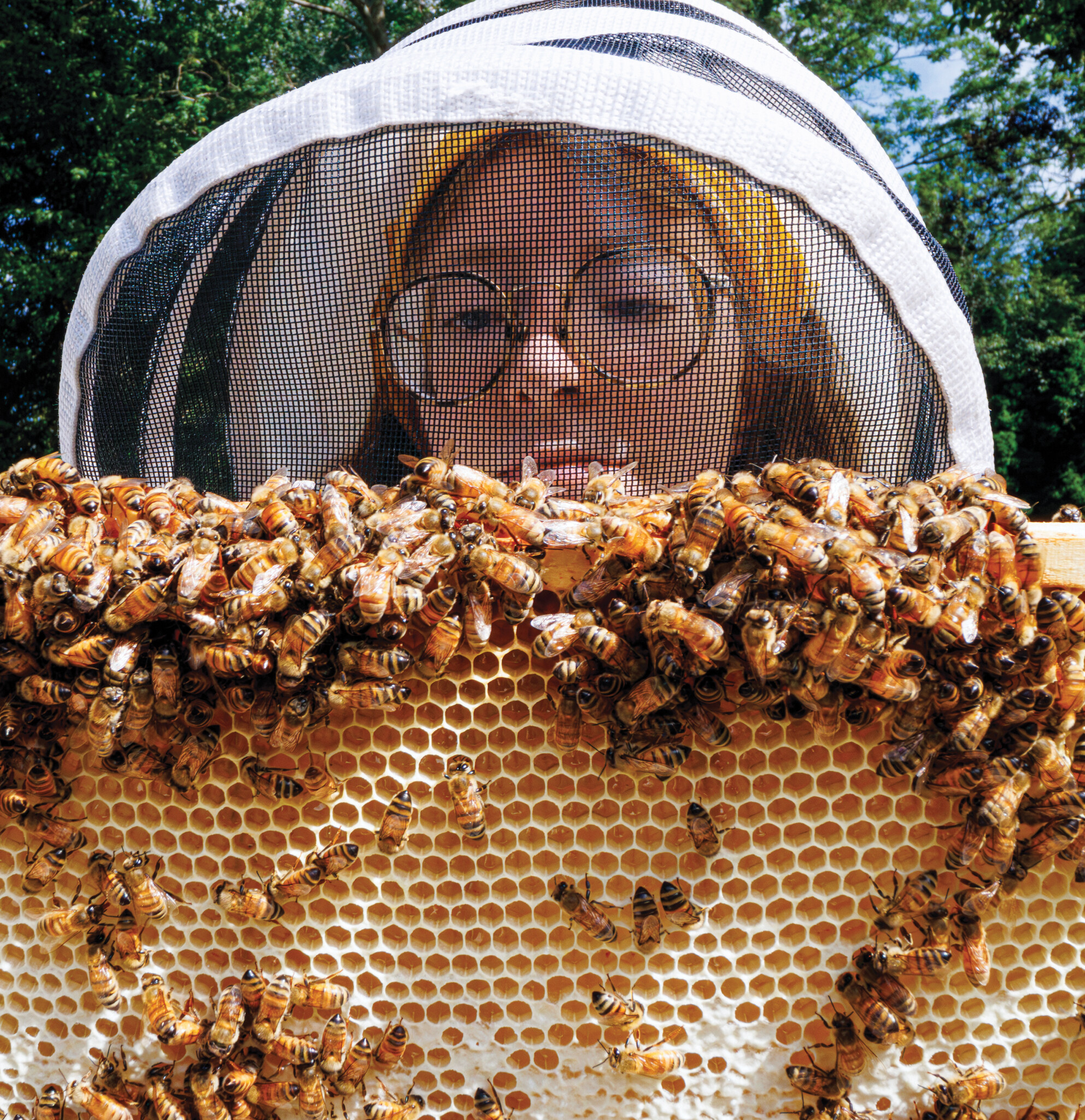Hive Mind: Inside the Fight for Saving the Bees in Rhode Island - Rhode Island Monthly