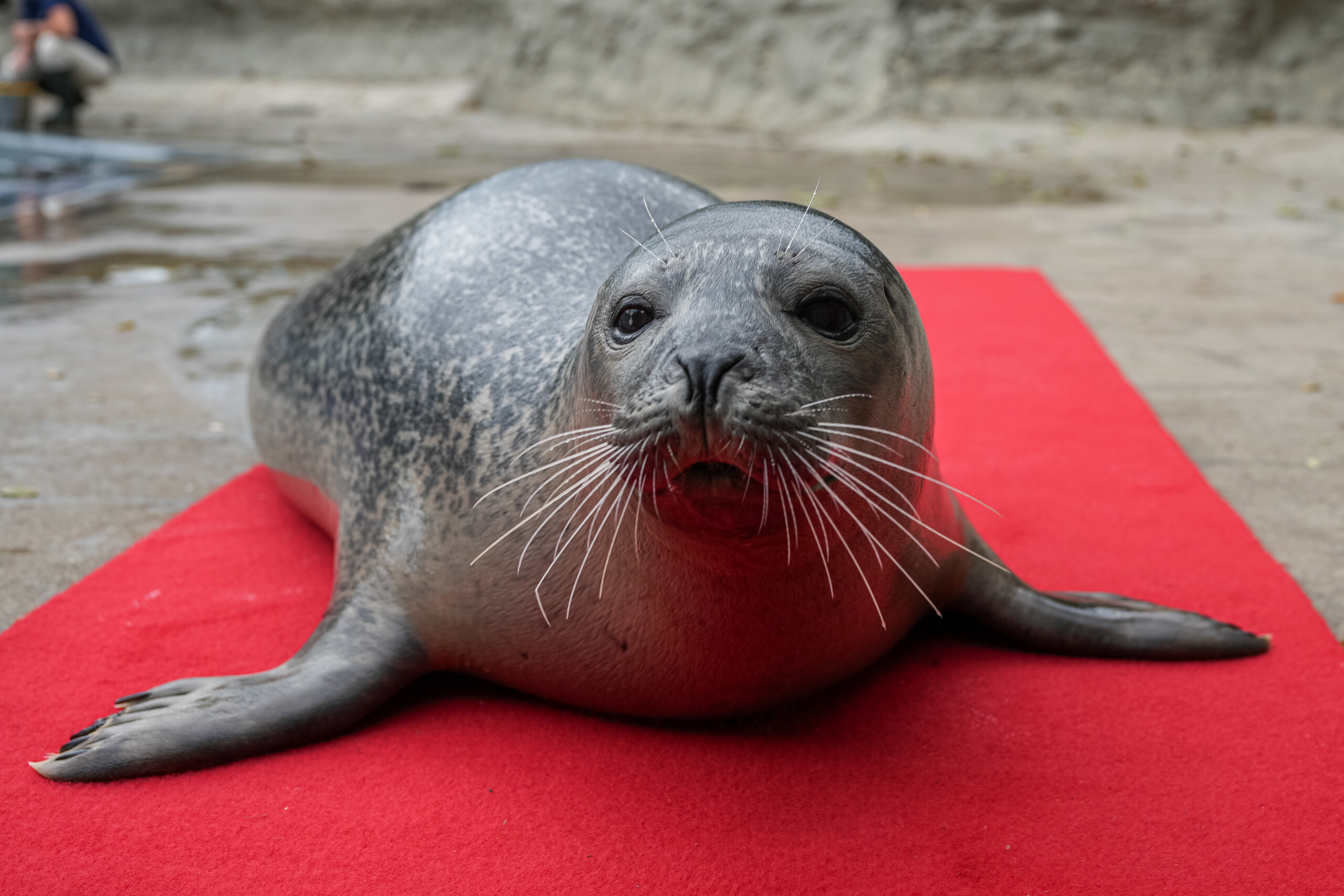 Meet the Mystic Aquarium Seal Who's A Hollywood Star - Rhode Island Monthly