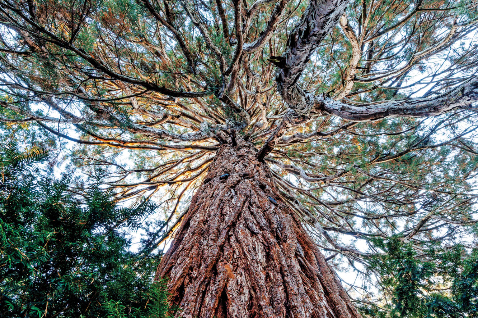 Exploring the Grand Trees of Rhode Island - Rhode Island Monthly