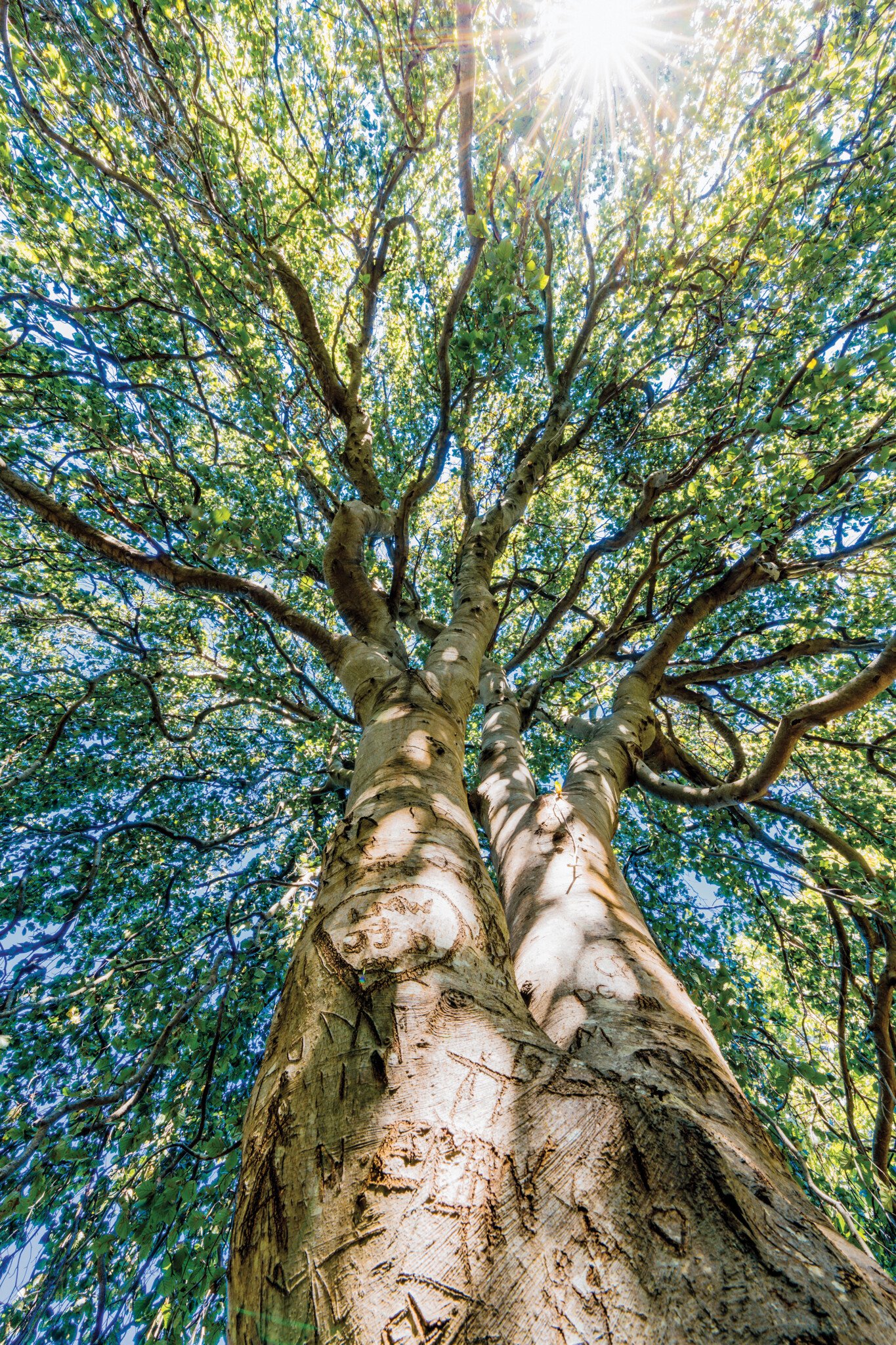 Exploring the Grand Trees of Rhode Island - Rhode Island Monthly