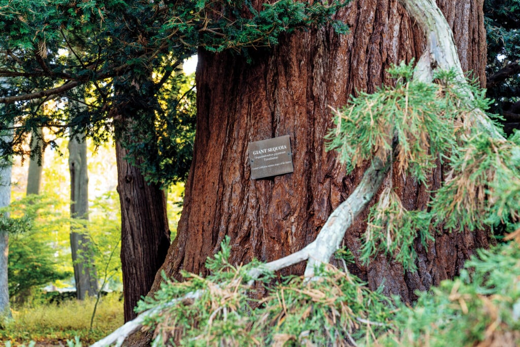 Exploring the Grand Trees of Rhode Island - Rhode Island Monthly