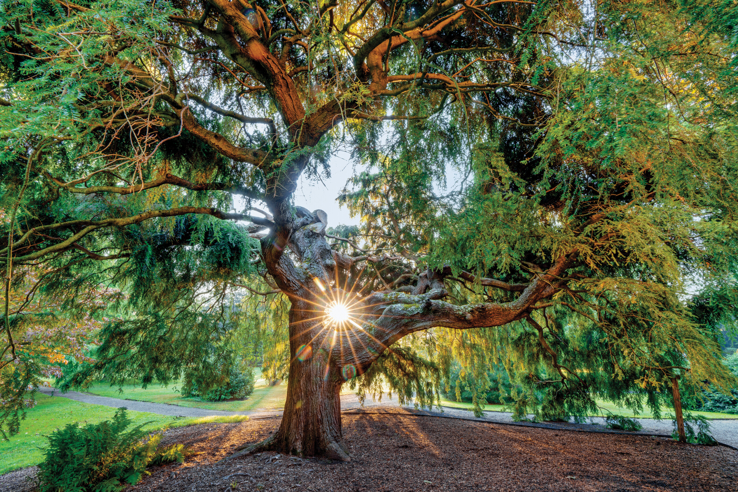 Exploring the Grand Trees of Rhode Island - Rhode Island Monthly