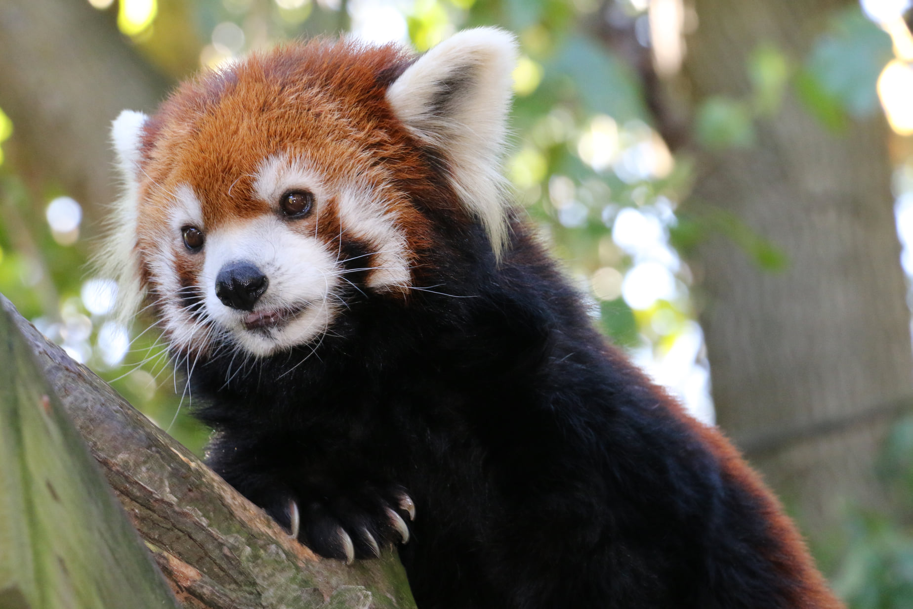 The Red Pandas are Back at Roger Williams Park Zoo - Rhode Island Monthly