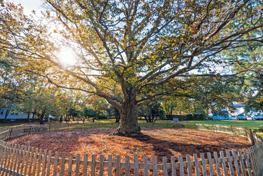 Exploring the Grand Trees of Rhode Island - Rhode Island Monthly