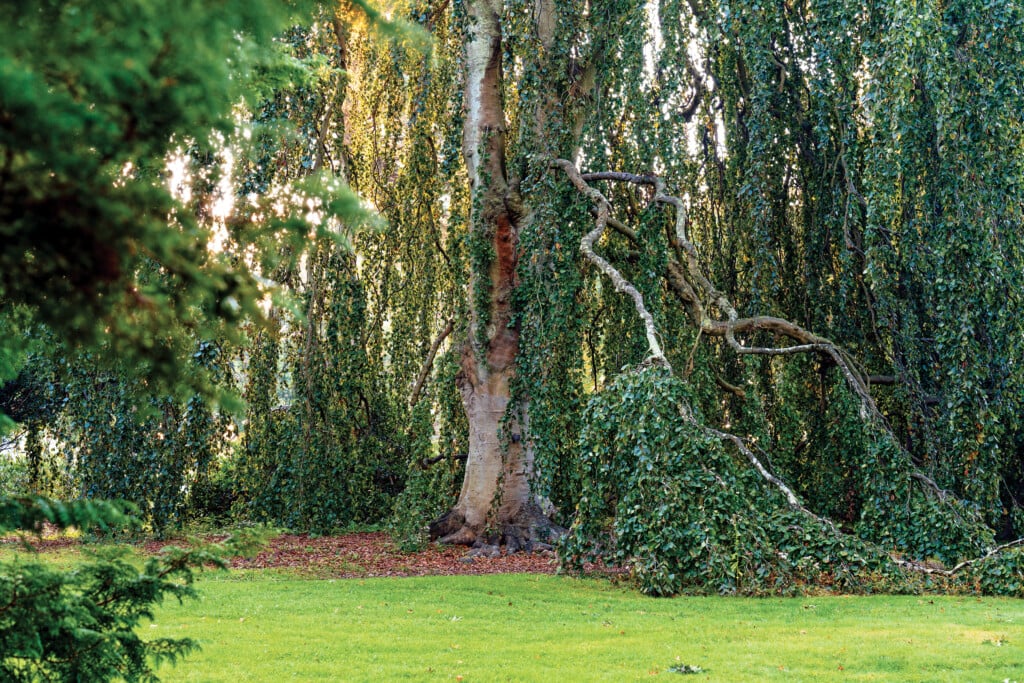 Exploring the Grand Trees of Rhode Island - Rhode Island Monthly