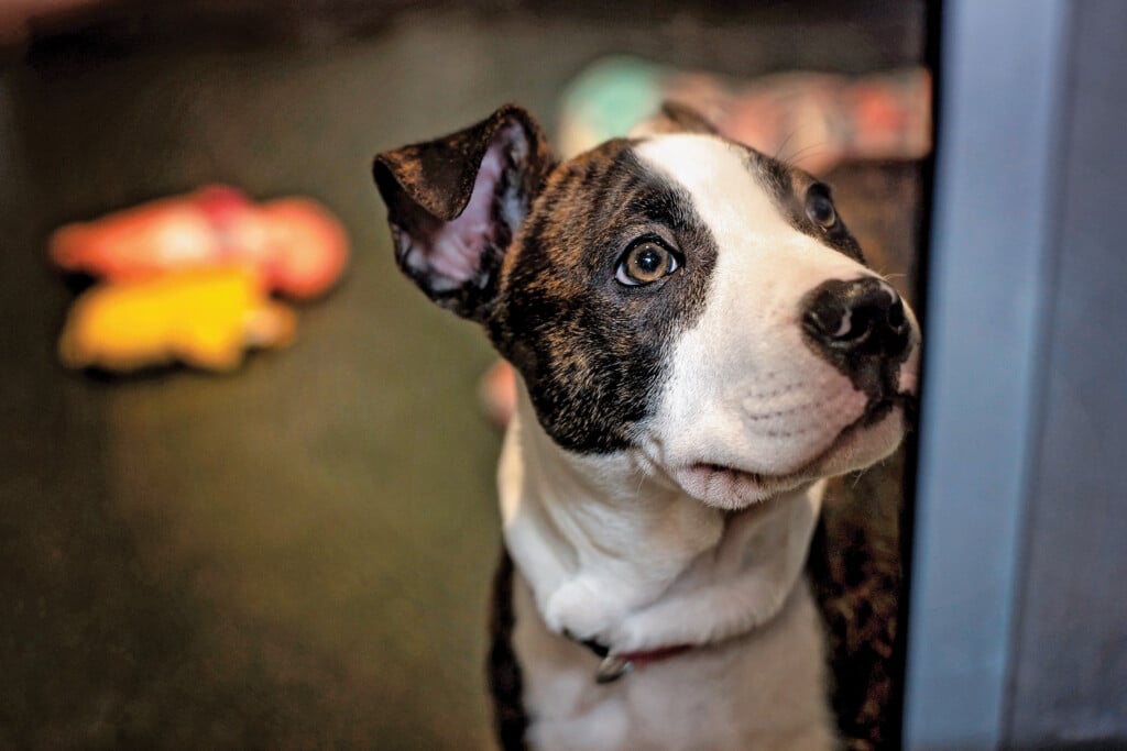 Get to Know Three Local Animal Rescues Helping to Secure Furever Homes ...