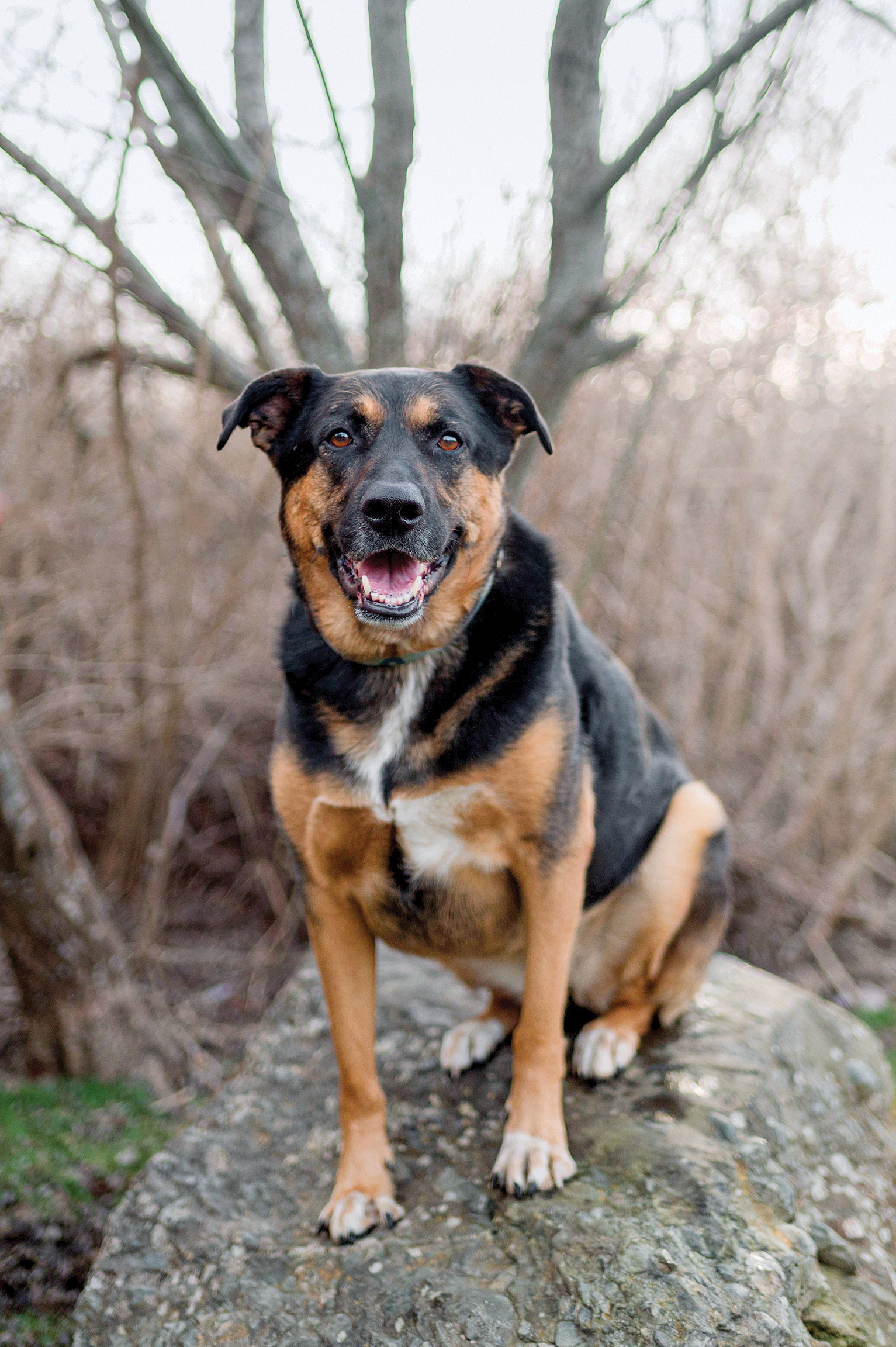 Get to Know Three Local Animal Rescues Helping to Secure Furever Homes ...