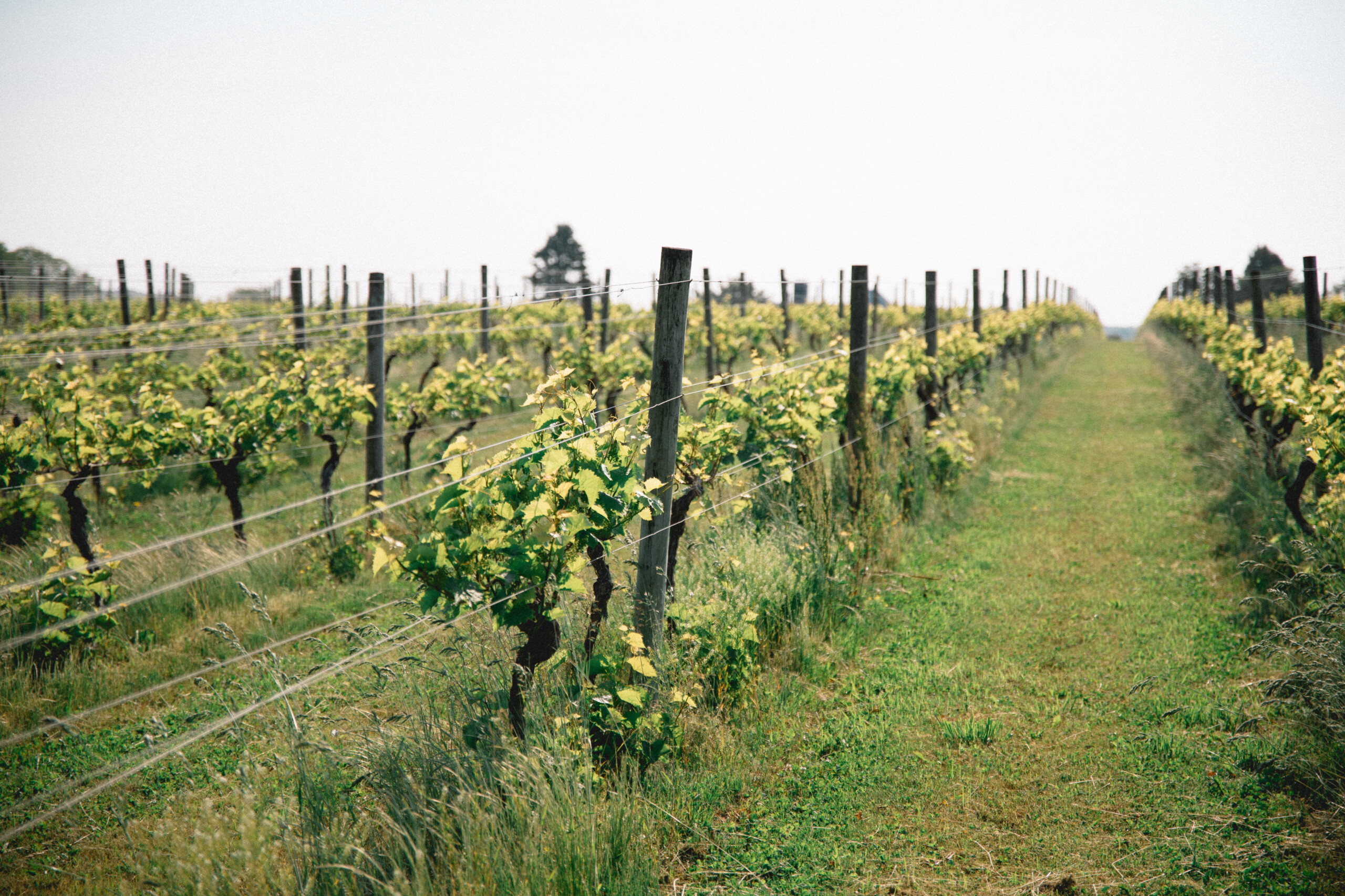 Sakonnet Vineyard Now Open Under Direction of Former Anchor and Hope ...