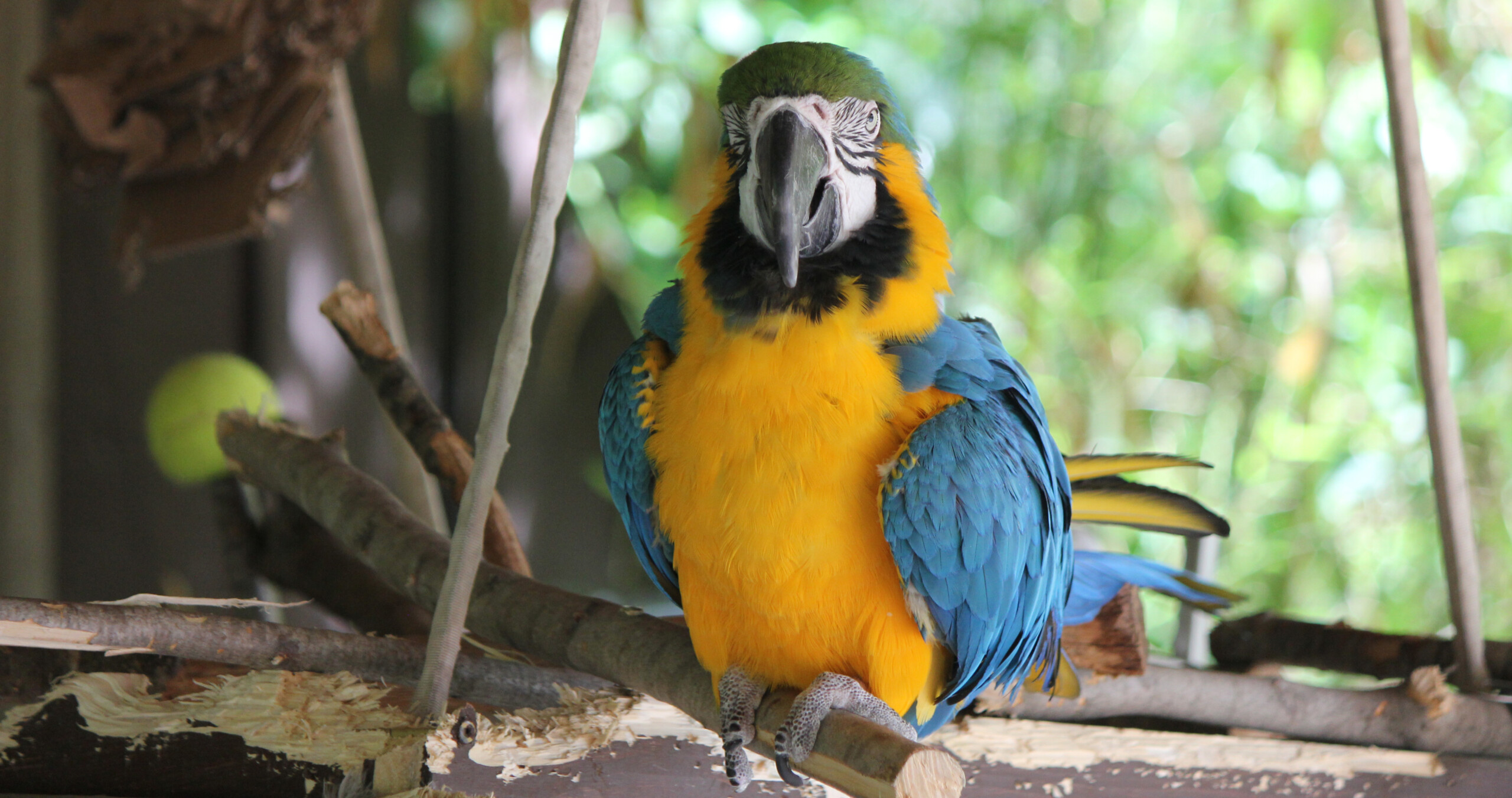 Southwicks_Parrot-cropped - Rhode Island Monthly