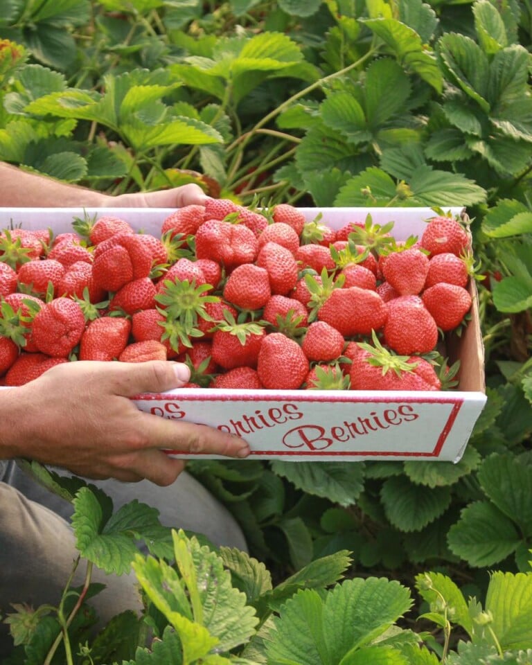 5 Farms to Visit for Pick-Your-Own Strawberries - Rhode Island Monthly