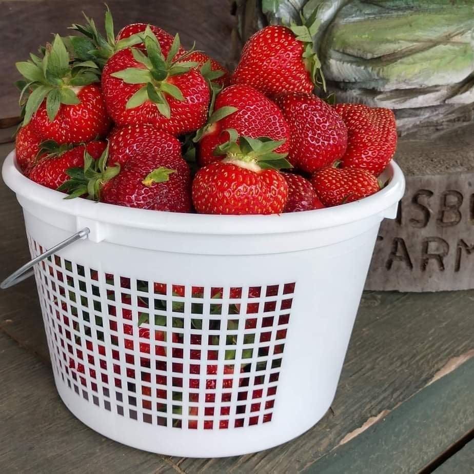 5 Farms to Visit for Pick-Your-Own Strawberries - Rhode Island Monthly