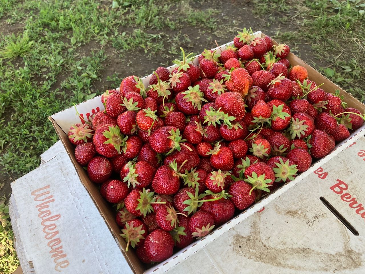 5 Farms to Visit for Pick-Your-Own Strawberries - Rhode Island Monthly