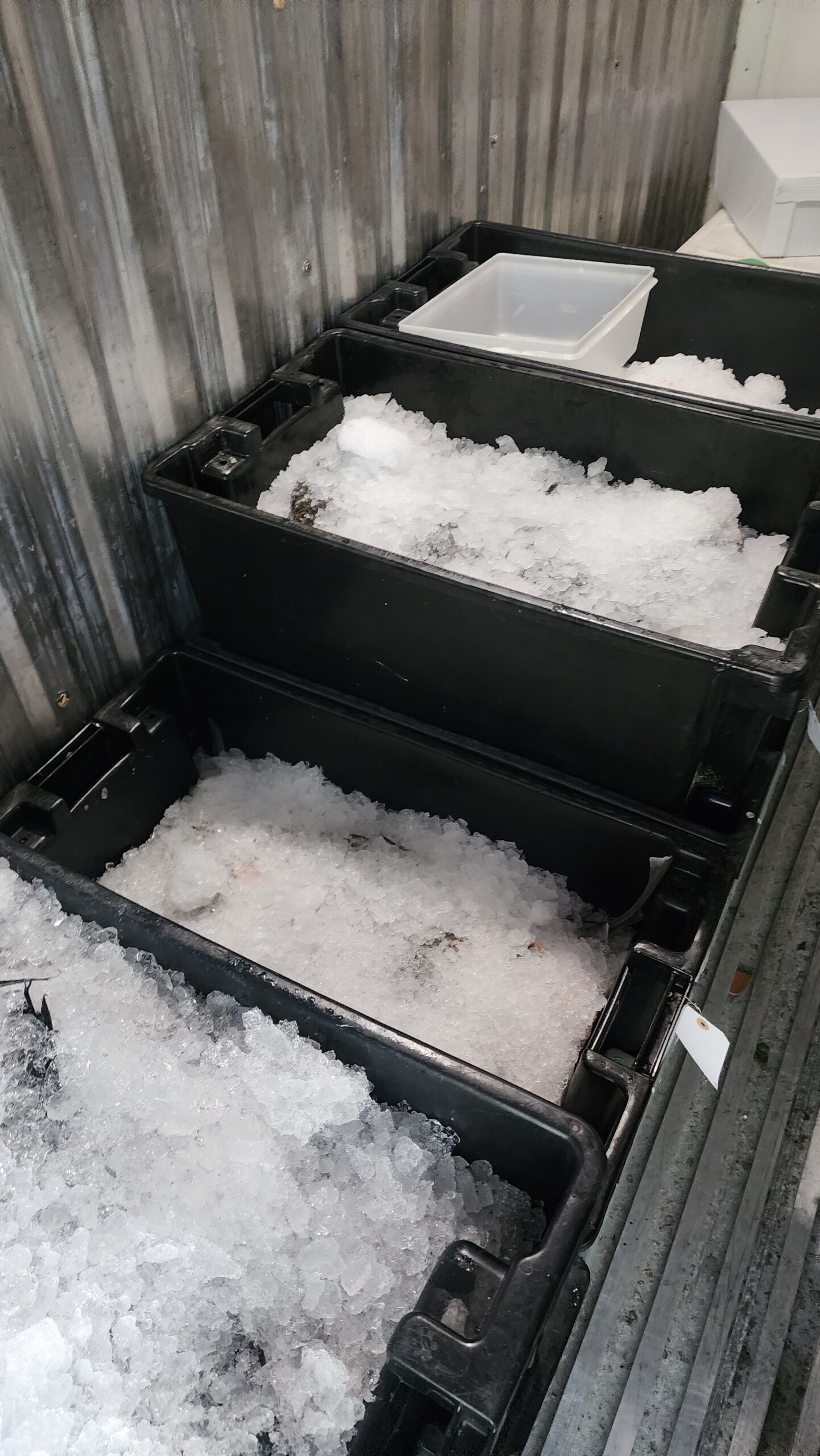 Buying Ikejime-Caught Fish Just Got Easier at Fearless Fish Market ...