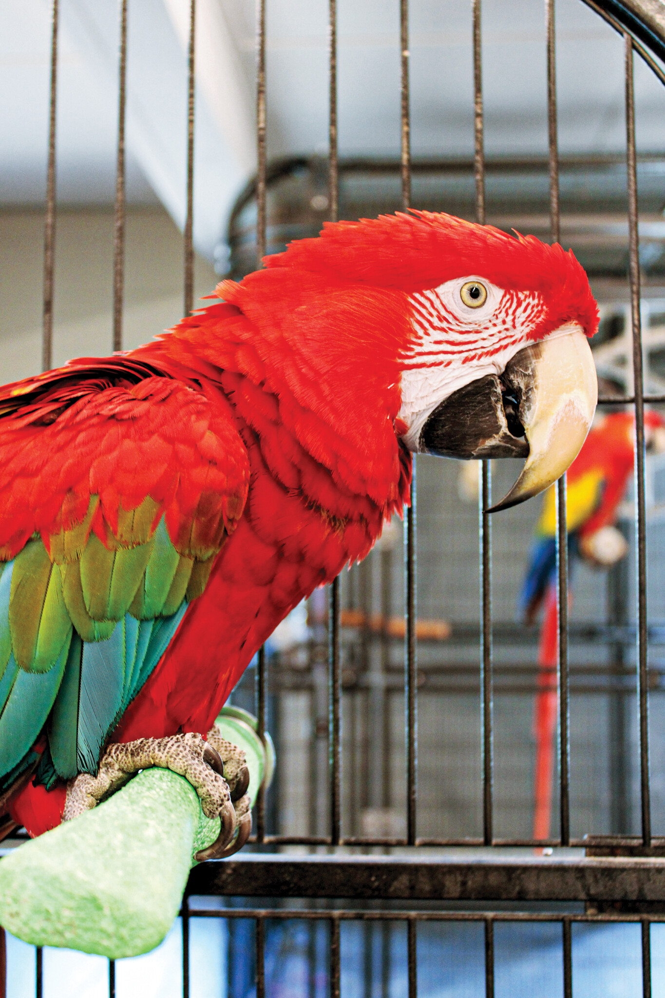 Rhode Island Parrot Rescue is a Lifeline for Exotic Birds in Need ...