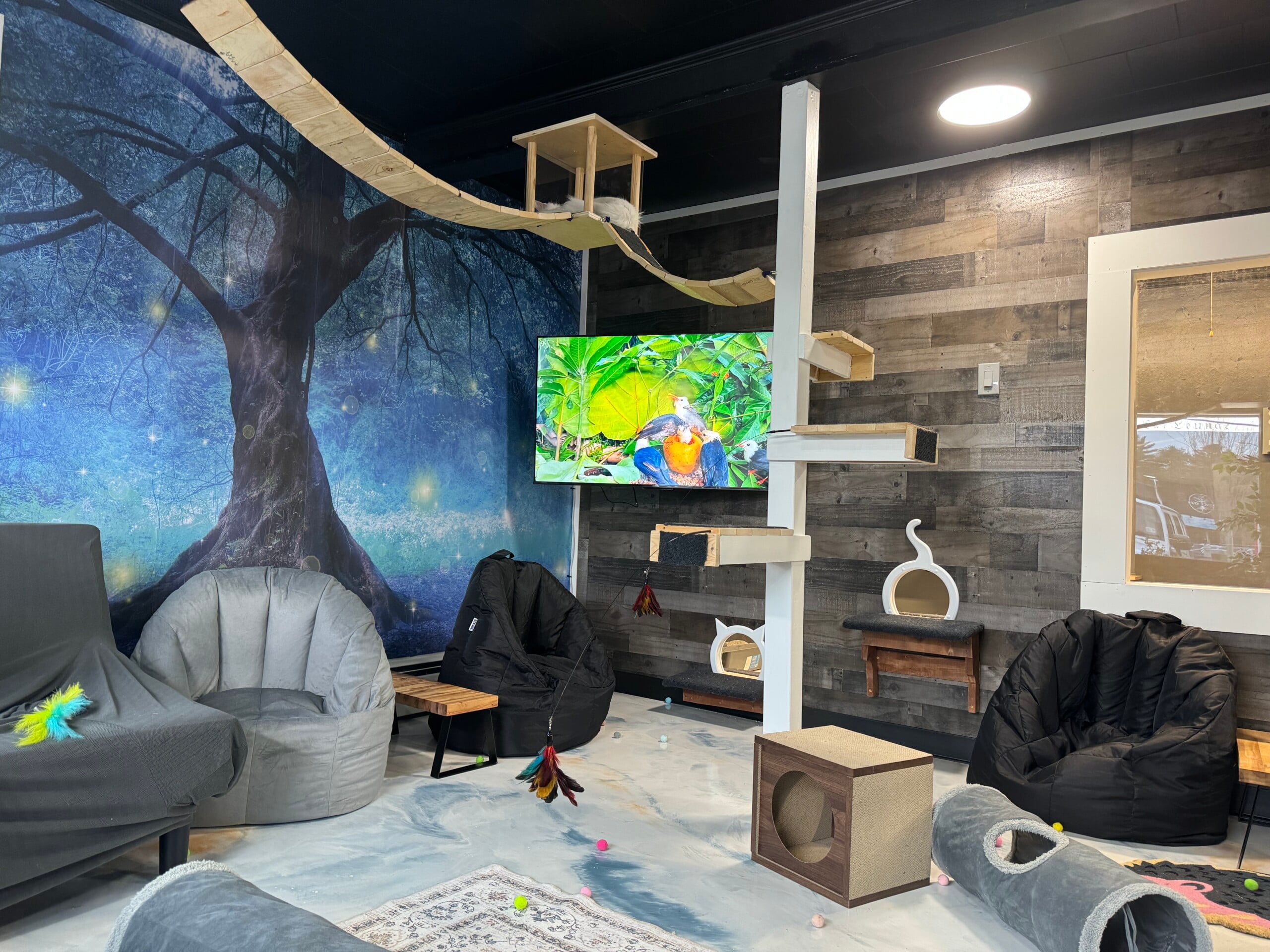 Cats Up for Adoption at Cat Lounge in Coventry - Rhode Island Monthly