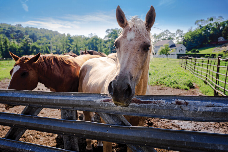 The Metamorphosis of Butterfly Farm - Rhode Island Monthly