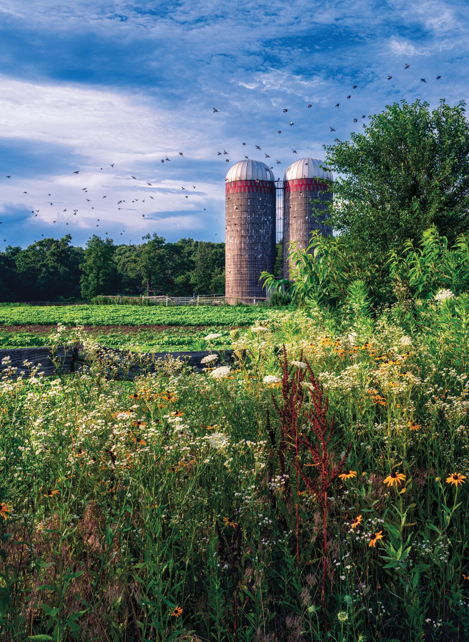 The Metamorphosis of Butterfly Farm - Rhode Island Monthly