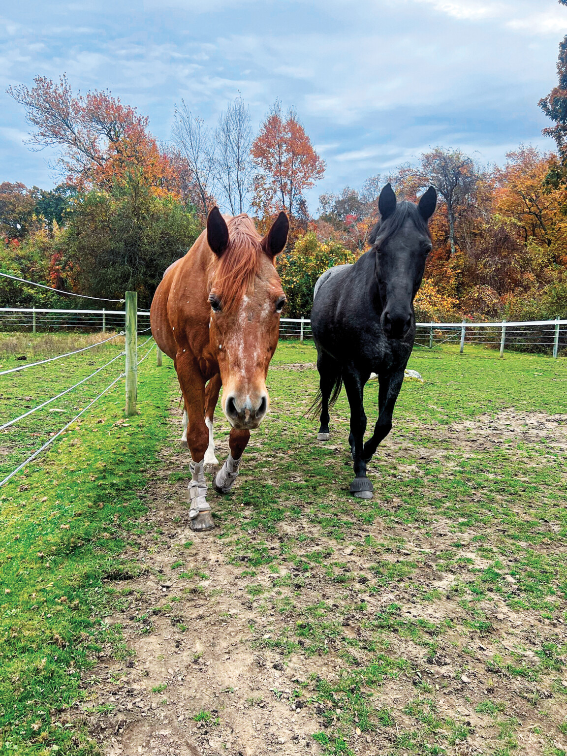 These Local Horse Farms are Top of the Crop - Rhode Island Monthly