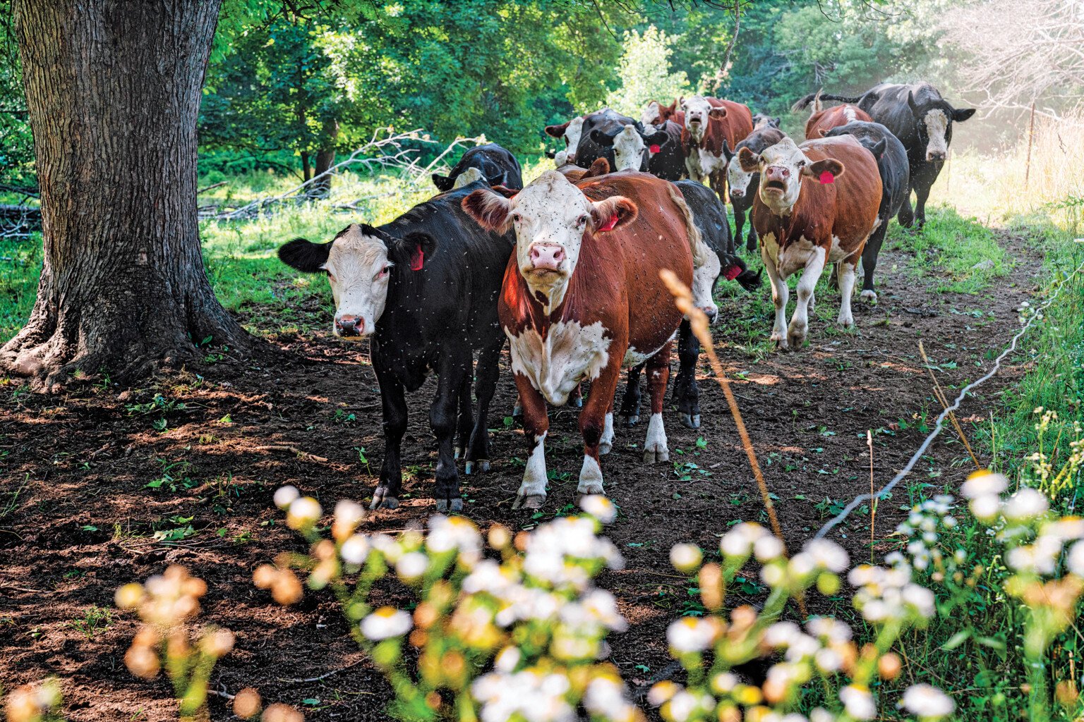 The Metamorphosis of Butterfly Farm - Rhode Island Monthly