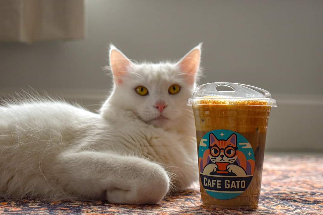 Providence's First Cat Cafe is Underway - Rhode Island Monthly