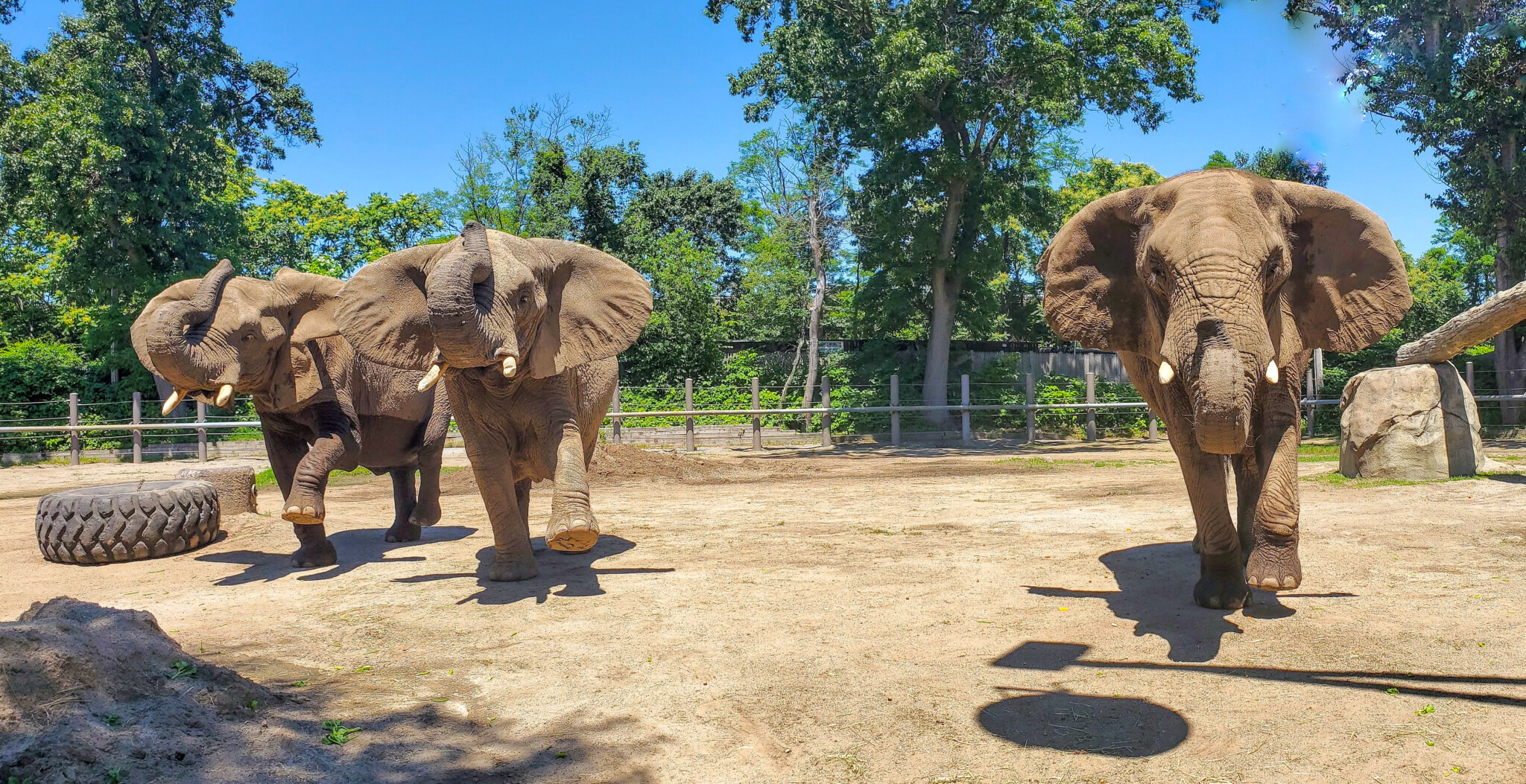 The Elephants are Leaving Roger Williams Park Zoo in 2027 - Rhode ...