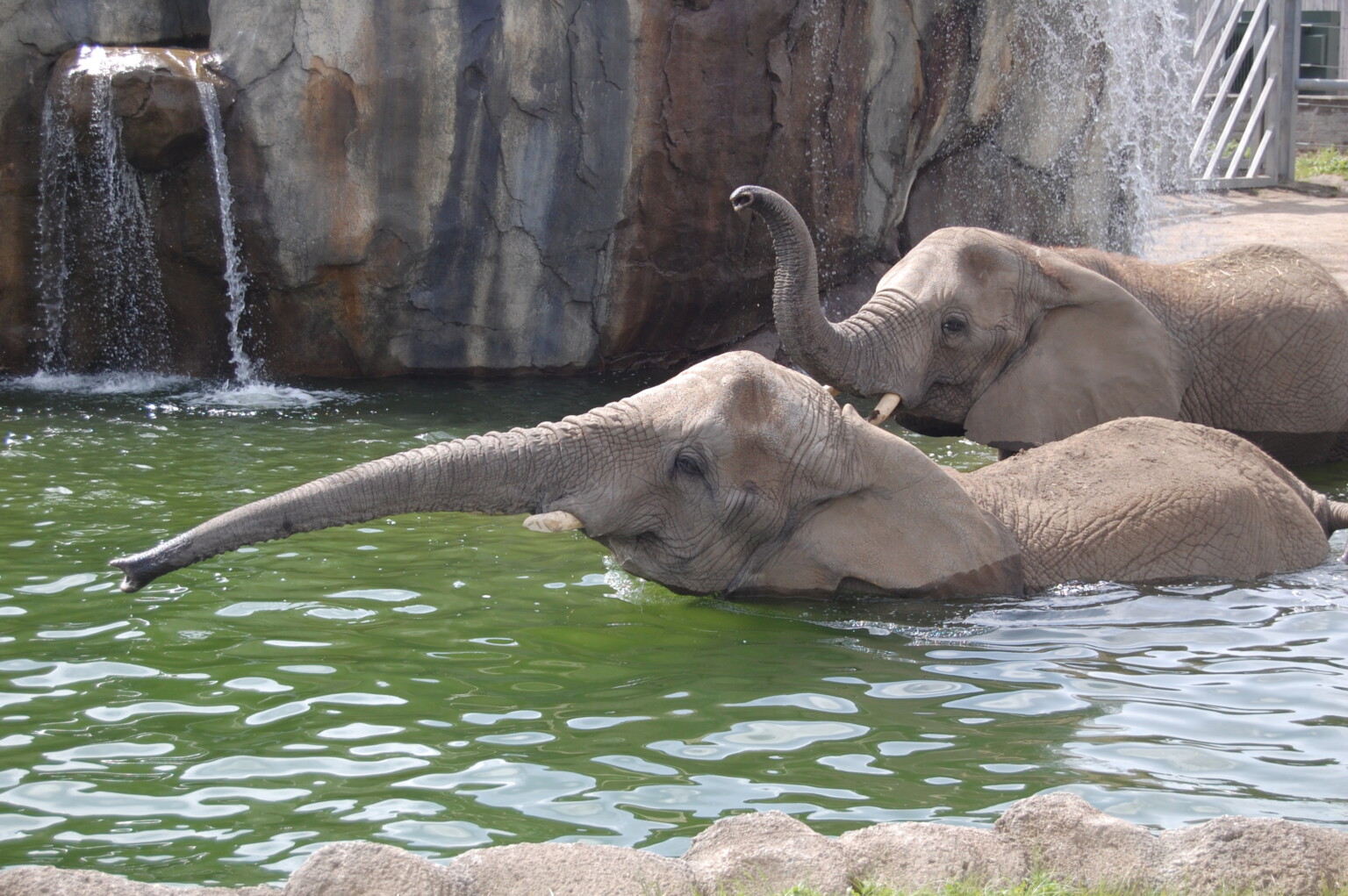 The Elephants are Leaving Roger Williams Park Zoo in 2027 - Rhode ...