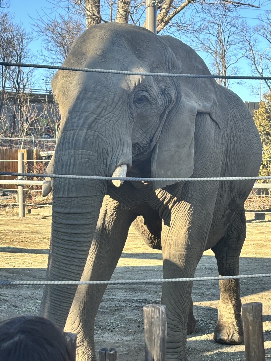 The Elephants are Leaving Roger Williams Park Zoo in 2027 - Rhode ...