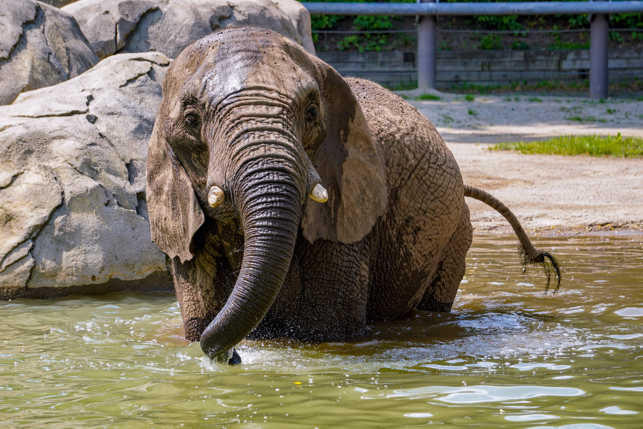2023 elephant pool swim - Rhode Island Monthly