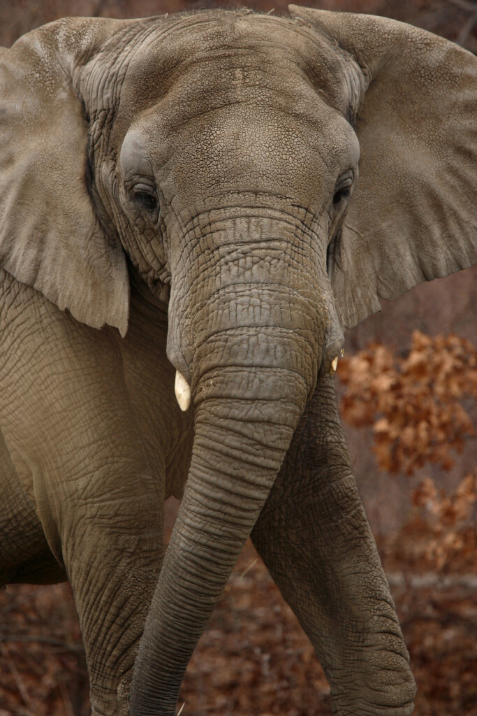 The Elephants are Leaving Roger Williams Park Zoo in 2027 - Rhode ...