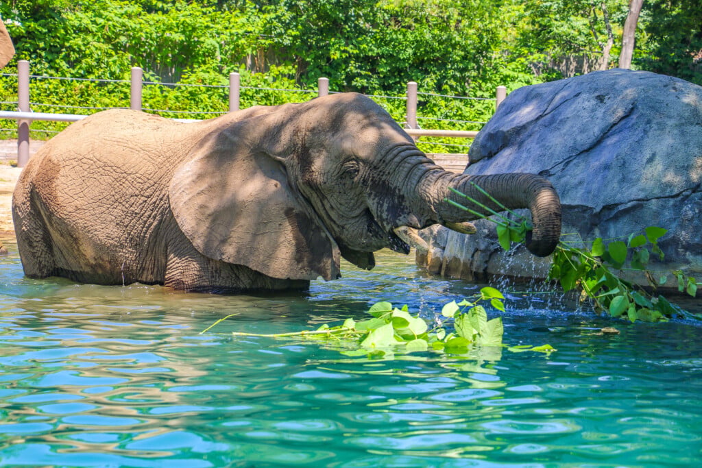 The Elephants are Leaving Roger Williams Park Zoo in 2027 - Rhode ...